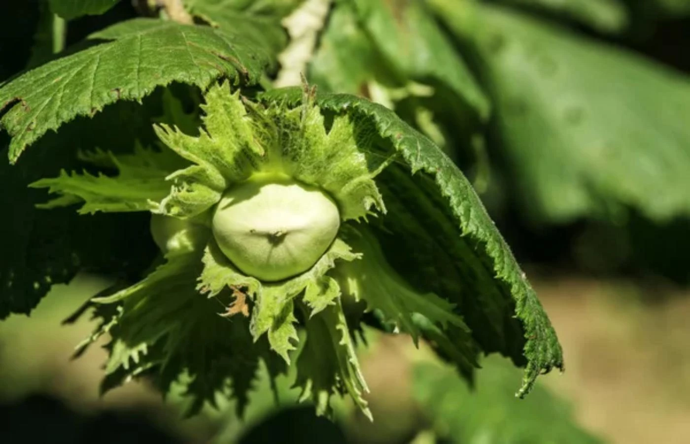 Do Hazelnuts Grow on Trees or Bushes? (And How Fast) - 🐝 BootstrapBee.com - Actionable ...