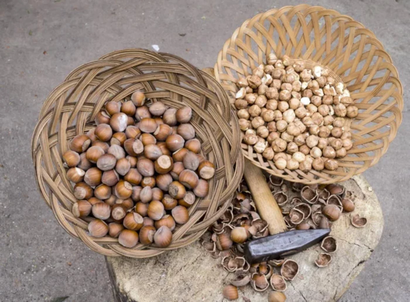 How Do You Harvest Hazelnuts Commercially? - 🐝 BootstrapBee.com - Actionable bootstrapping guides