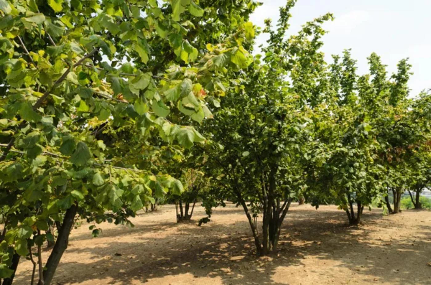 How Many Hazelnut Trees Can You Grow per Hectare? - 🐝 BootstrapBee.com - Actionable ...