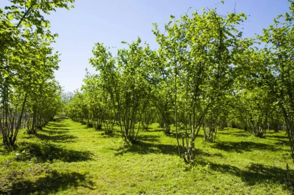 How Many Hazelnut Trees Can You Grow per Hectare? - 🐝 BootstrapBee.com ...