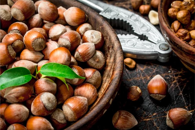 How Long Do Hazelnut Trees Take to Produce? - 🐝 BootstrapBee.com - Actionable bootstrapping guides