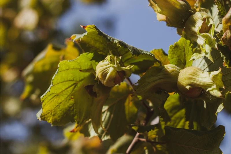 How Long Do Hazelnut Trees Take to Produce? - 🐝 BootstrapBee.com - Actionable bootstrapping guides