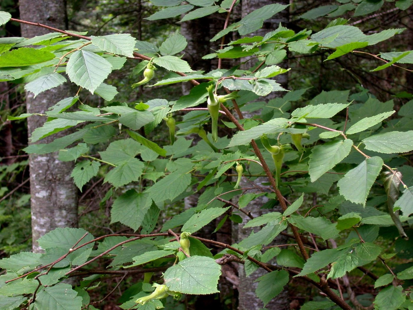 6 Most Common Hazelnut Tree Types (With Pictures) - 🐝 BootstrapBee.com - Actionable ...