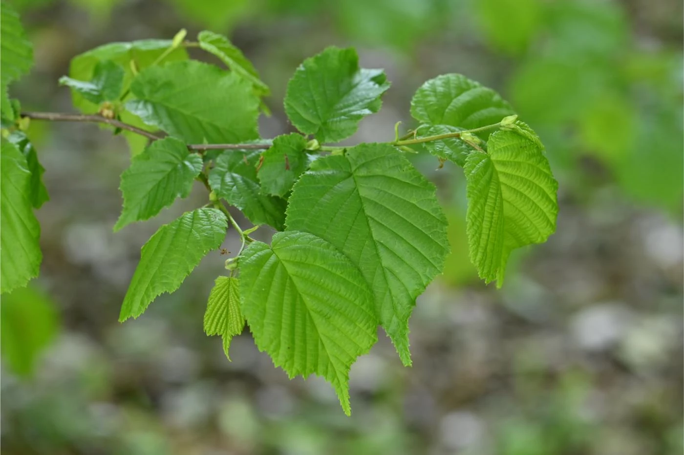 6 Most Common Hazelnut Tree Types (With Pictures) - 🐝 BootstrapBee.com - Actionable ...