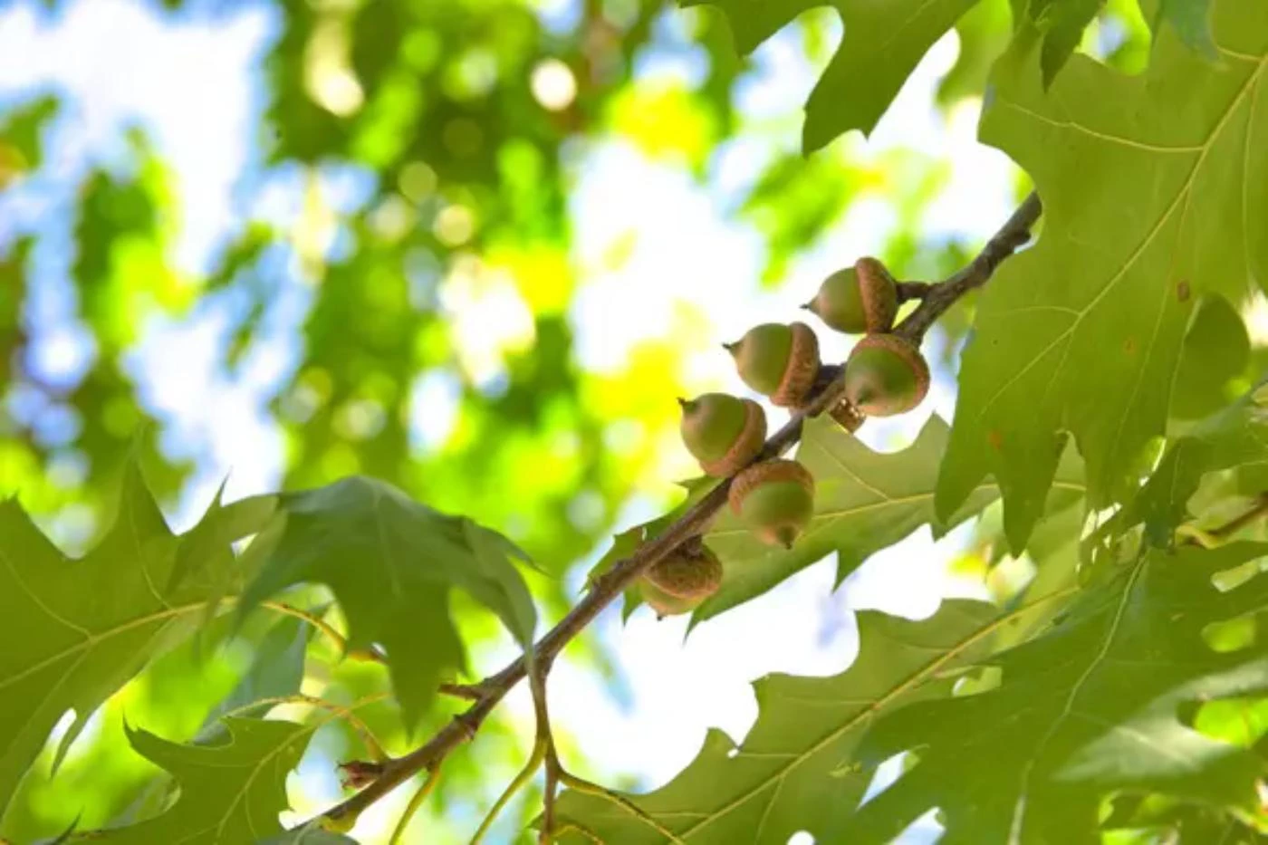 How Long Until Hazelnut Trees Make Nuts? - 🐝 BootstrapBee.com - Actionable bootstrapping guides