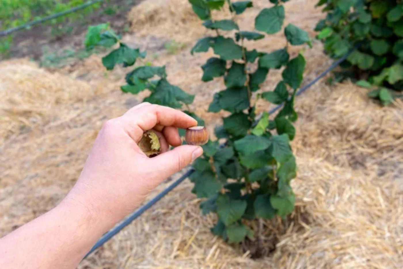 How Long Until Hazelnut Trees Make Nuts? - 🐝 BootstrapBee.com - Actionable bootstrapping guides