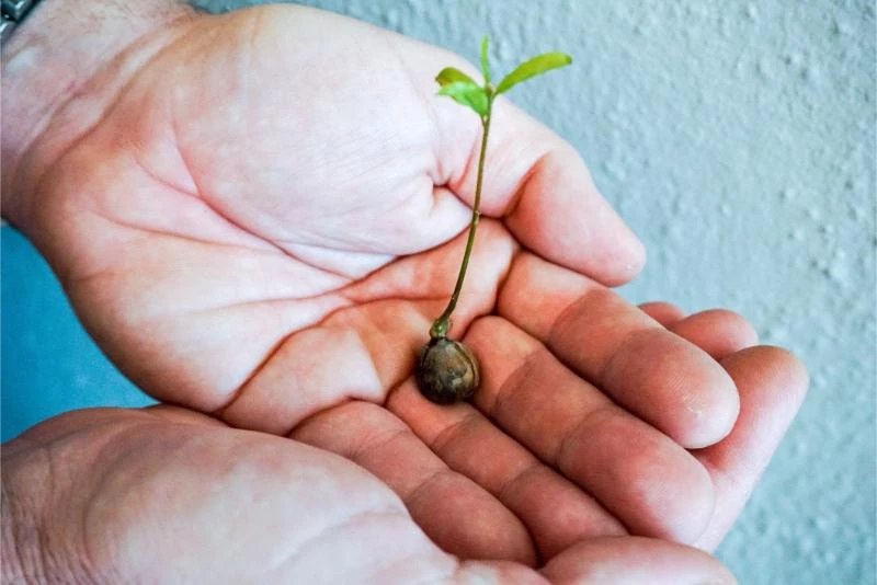 How Big Do Pecan Trees Get & What Yield to Expect - 🐝 BootstrapBee.com - Actionable ...