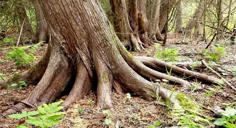 How Big Do Pecan Trees Get & What Yield to Expect - 🐝 BootstrapBee.com - Actionable ...