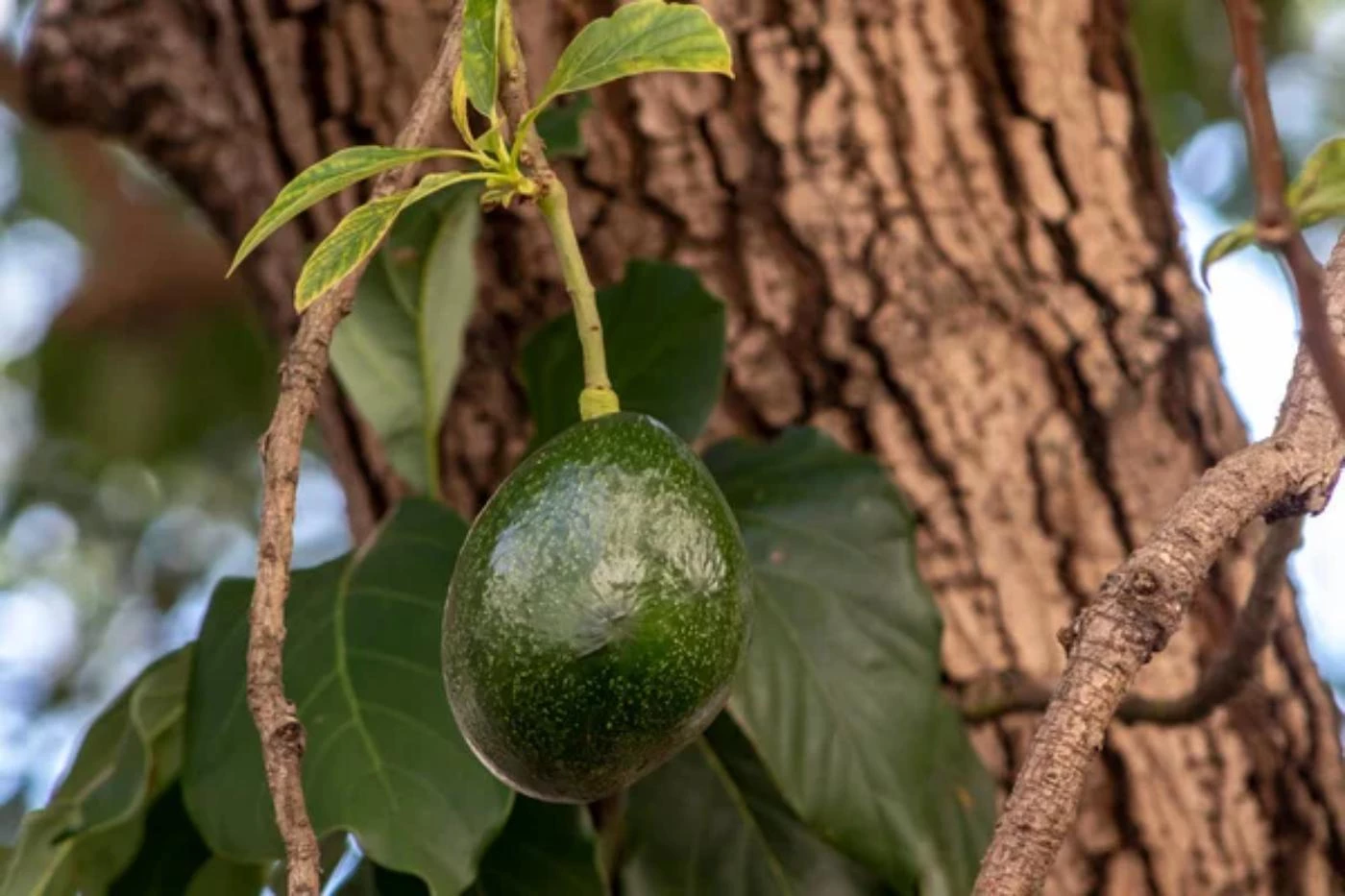 How Long Does It Take for an Avocado Tree to Bear Fruit? - 🐝 BootstrapBee.com - Actionable ...