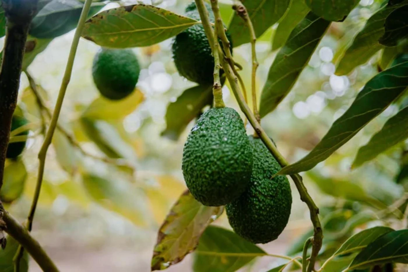 How Often Do Avocado Trees Produce Fruit? - 🐝 BootstrapBee.com - Actionable bootstrapping guides