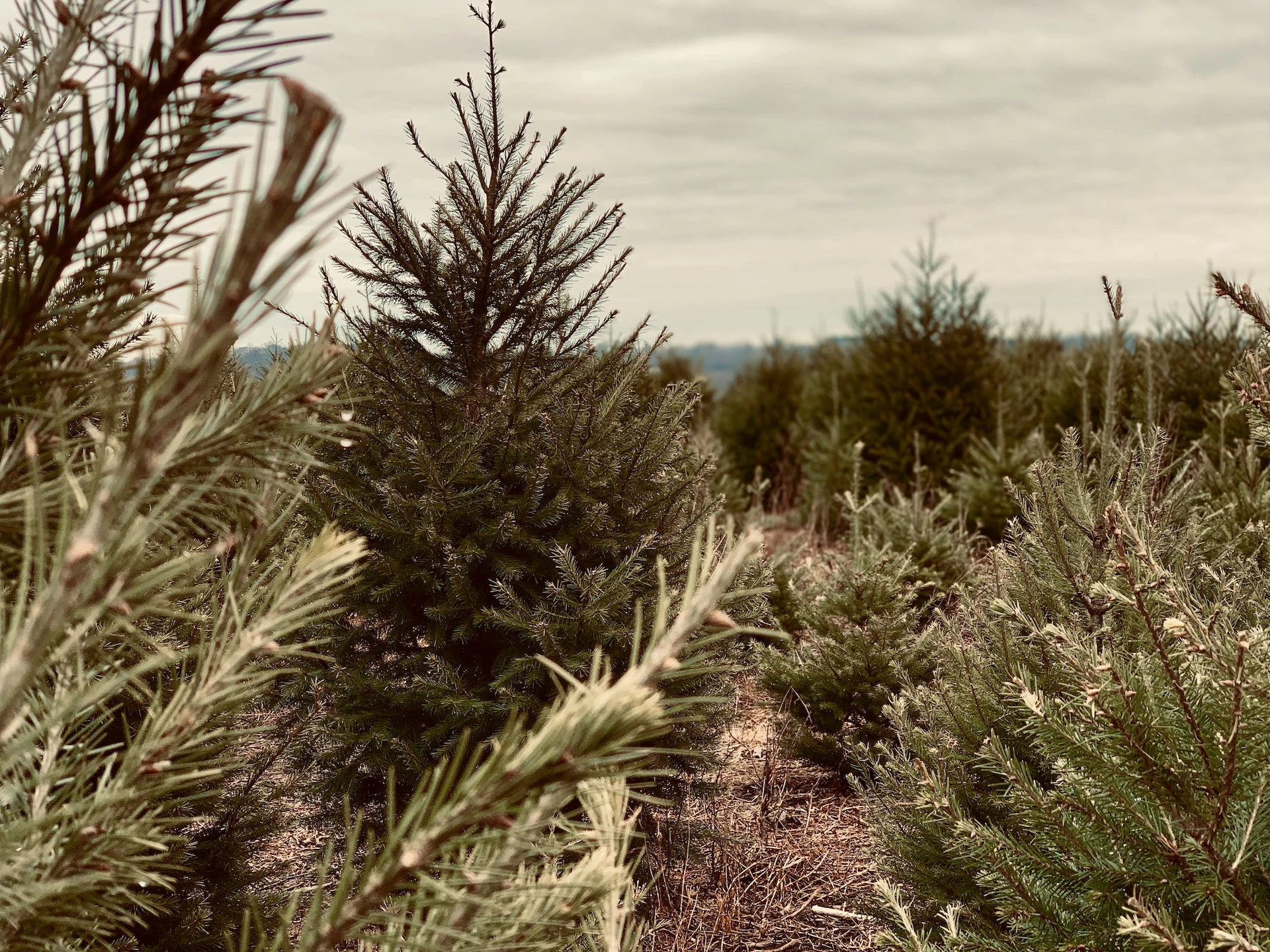 How To Start a (Profitable) Christmas Tree Farm From Scratch - 🐝 BootstrapBee.com - Actionable ...