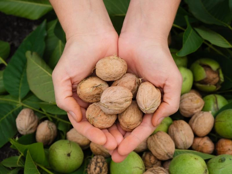 How To Start a Walnut Farm from Scratch: Ultimate Guide - 🐝 BootstrapBee.com - Actionable ...