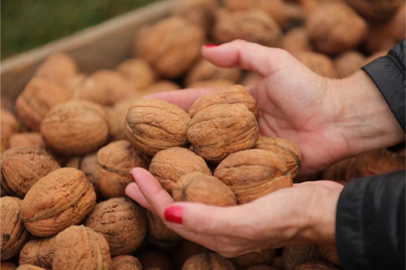 How To Start a Walnut Farm from Scratch: Ultimate Guide - 🐝 BootstrapBee.com - Actionable ...