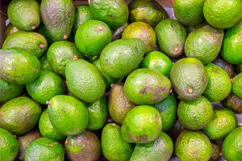How To Start an Avocado Farm from Scratch: Ultimate Guide - 🐝 BootstrapBee.com - Actionable ...