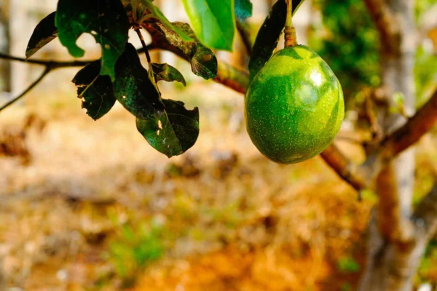 What's the Ideal Climate for Avocado Farming? - 🐝 BootstrapBee.com ...