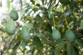 Tree Farming - 🐝 BootstrapBee.com - Actionable bootstrapping guides