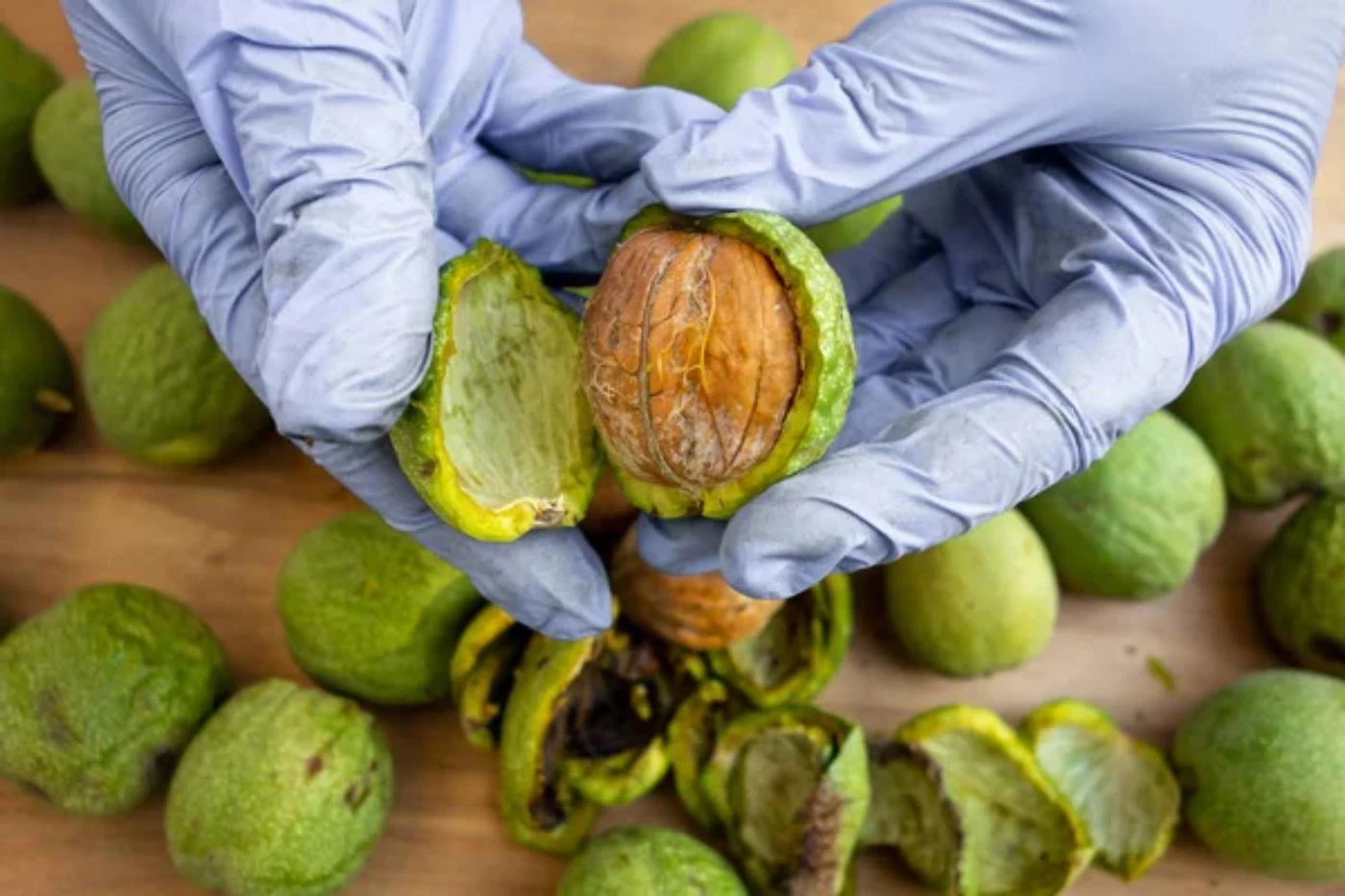 Which Country Leads the World in Walnut Production? - 🐝 BootstrapBee ...