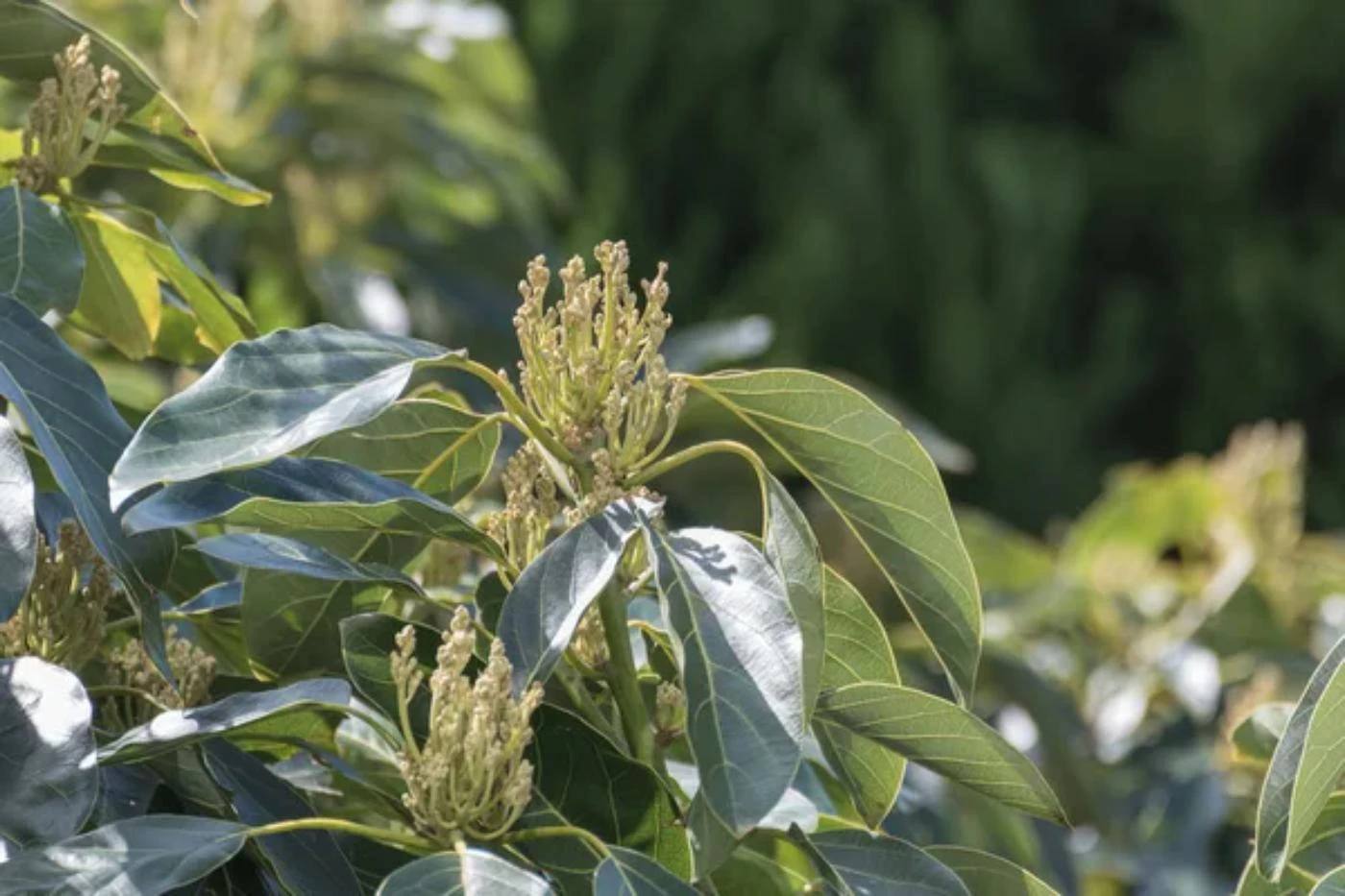 How Long Do Avocado Trees Live? (Complete Life Cycle) - 🐝 BootstrapBee ...