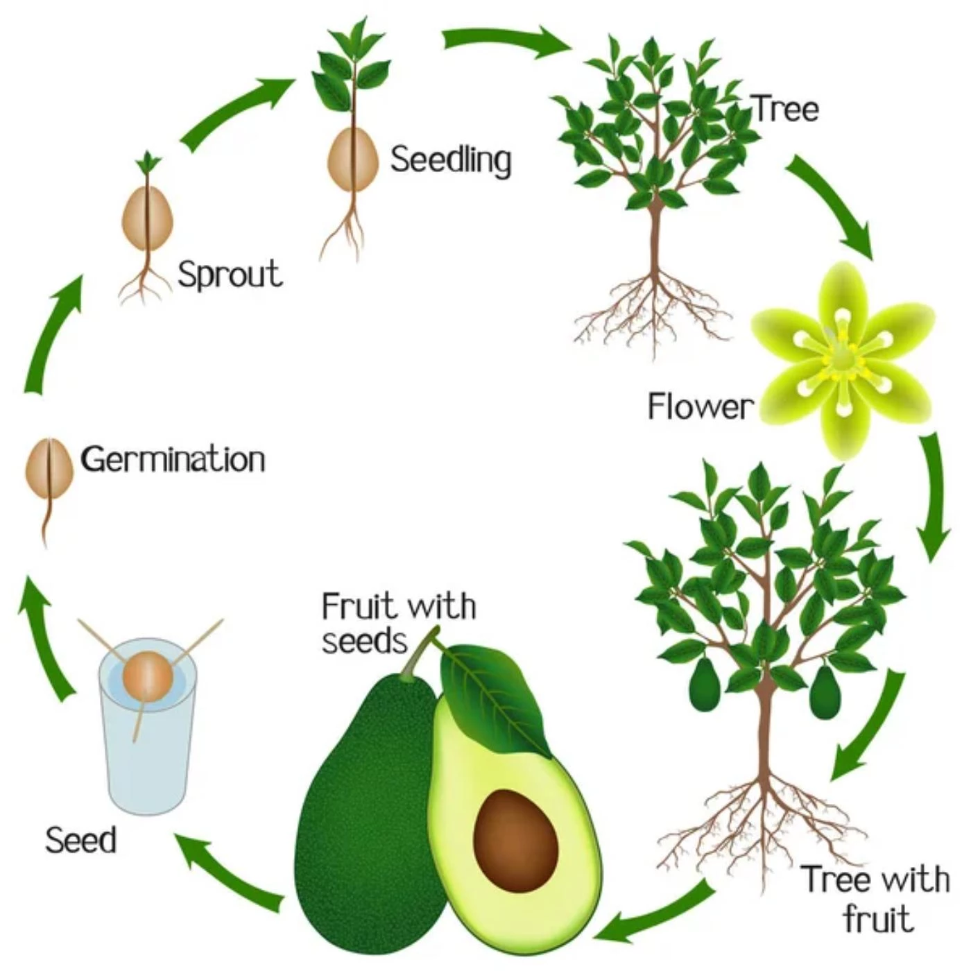 How Long Do Avocado Trees Live? (Complete Life Cycle) - 🐝 BootstrapBee.com - Actionable ...