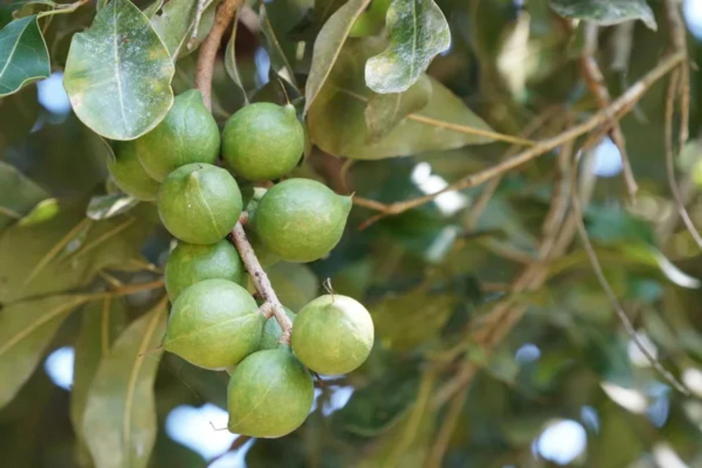 Are Macadamia Trees Easy to Grow? 5 Things to Remember - 🐝 BootstrapBee.com - Actionable ...