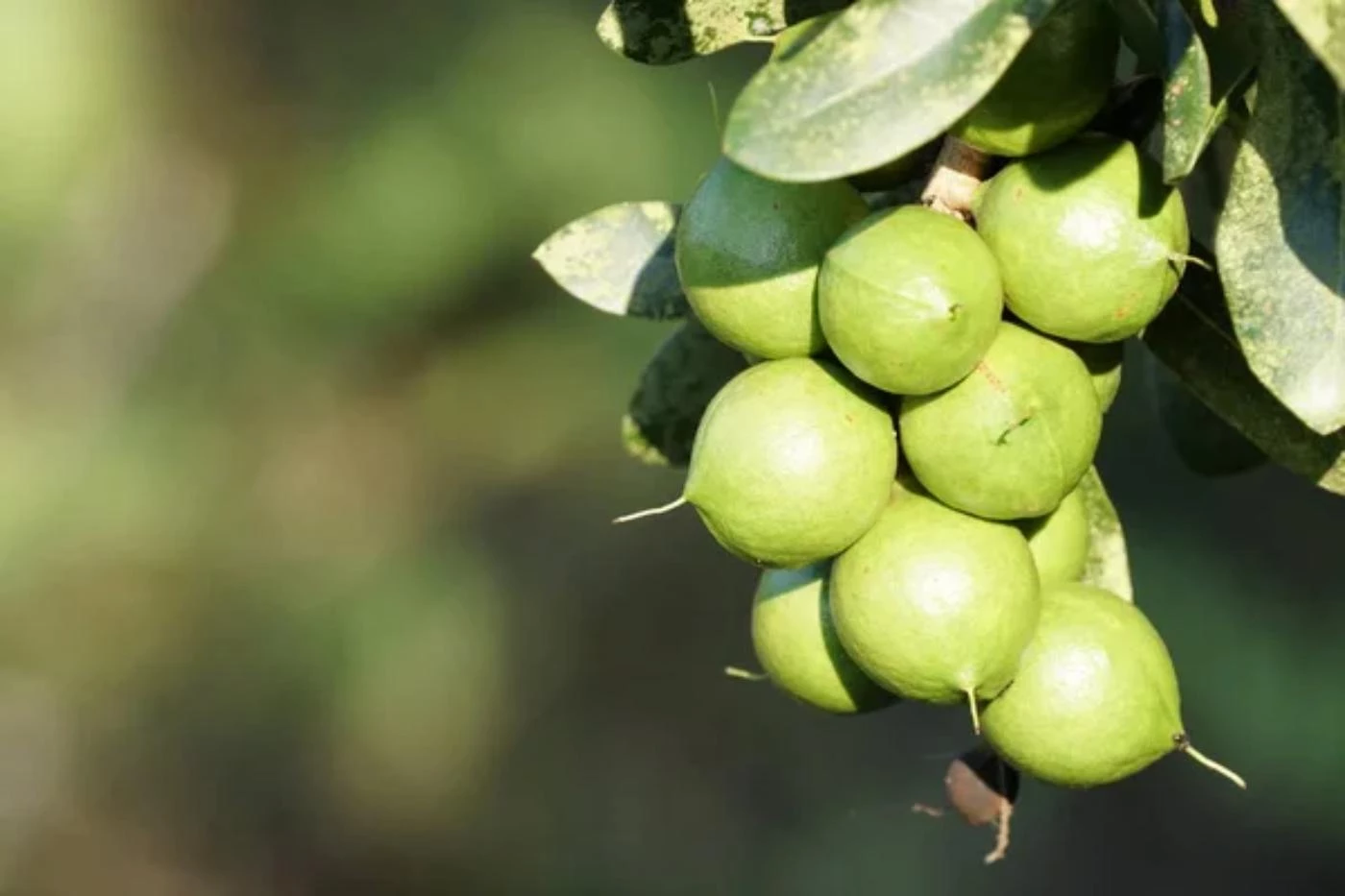 Are Macadamia Trees Fast Growing? (How Fast) - 🐝 BootstrapBee.com - Actionable bootstrapping guides