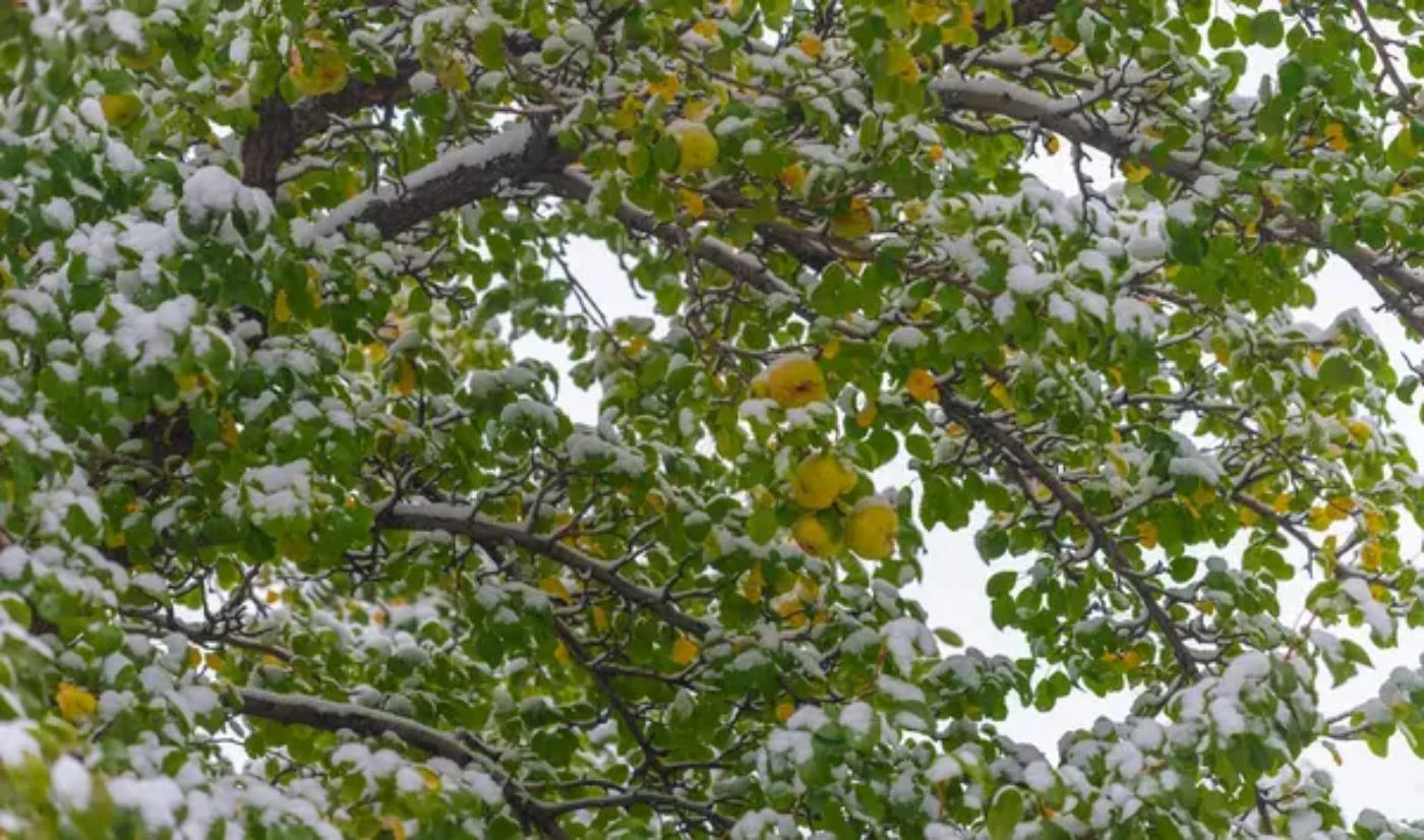 Are Macadamia Trees Frost Tolerant? (3 Ways to Protect Them) - 🐝 BootstrapBee.com - Actionable ...