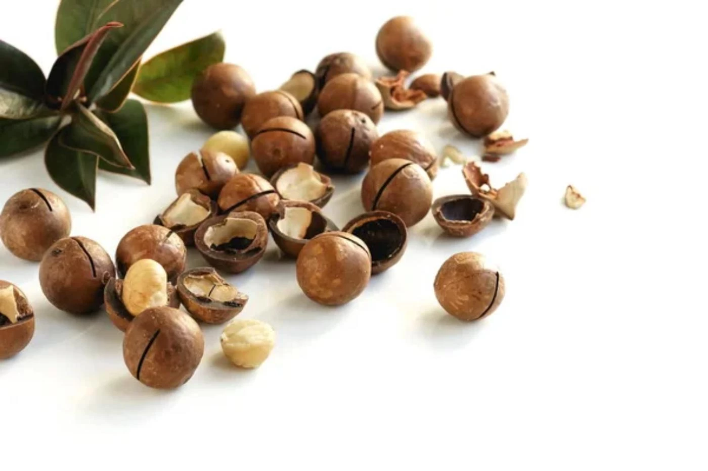 How Many Nuts Does a Macadamia Tree Produce? (In KG & Lbs) - 🐝 BootstrapBee.com - Actionable ...