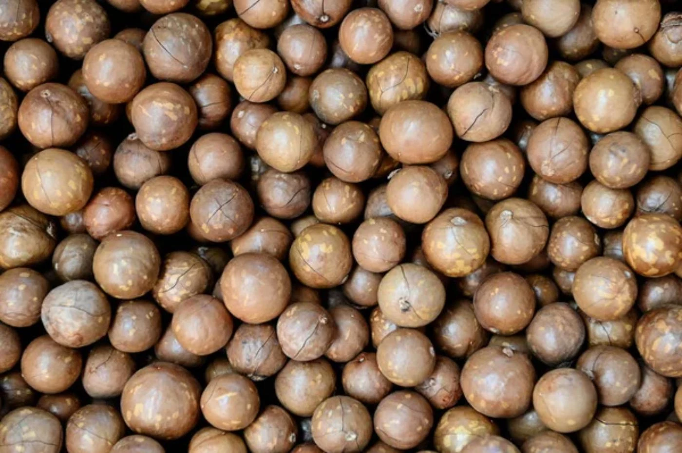 How Many Nuts Does a Macadamia Tree Produce? (In KG & Lbs) - 🐝 BootstrapBee.com - Actionable ...