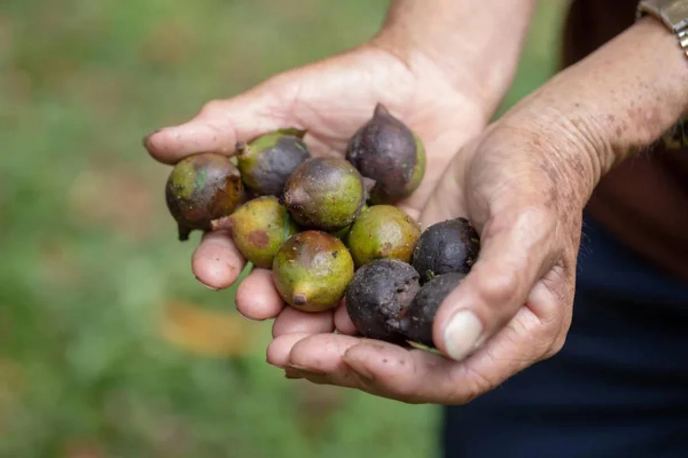 How Often Are Macadamia Trees Harvested? (Harvest Chart) - 🐝 ...