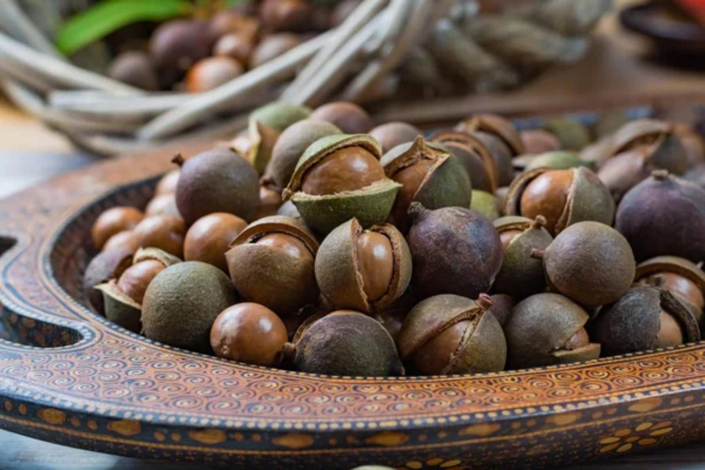 How Often Are Macadamia Trees Harvested? (Harvest Chart) - 🐝 BootstrapBee.com - Actionable ...