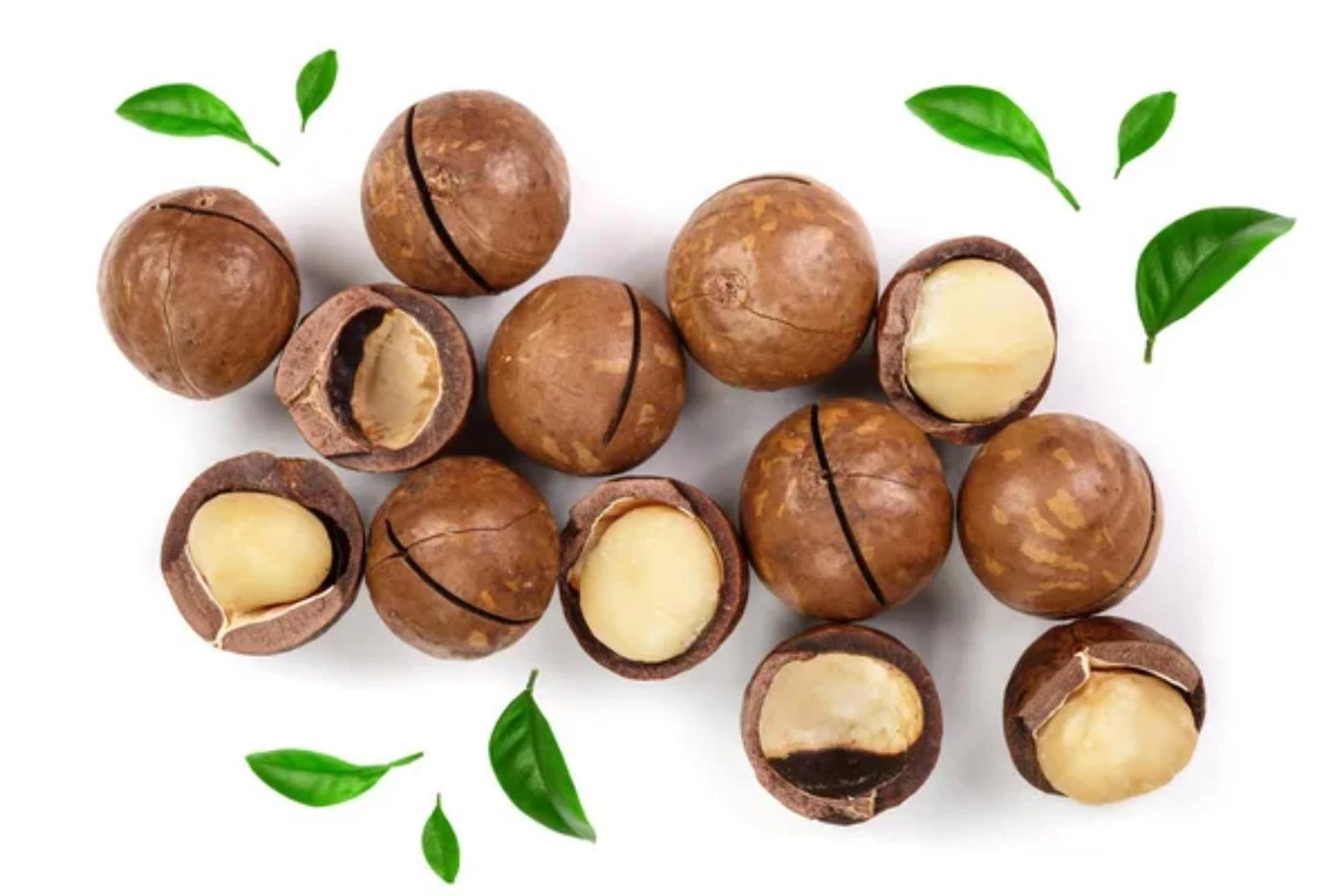 How Often Are Macadamia Trees Harvested? (Harvest Chart) - 🐝 BootstrapBee.com - Actionable ...