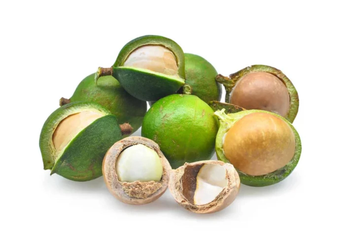 How Often Do Macadamia Trees Fruit? (Season Chart) - 🐝 BootstrapBee.com - Actionable ...