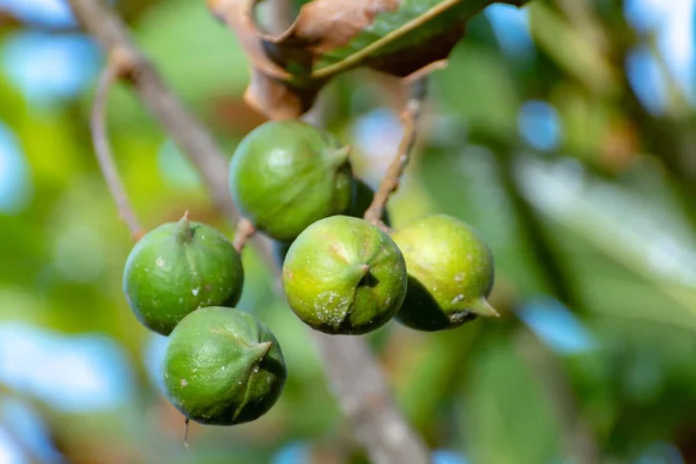 11 Interesting Facts About Macadamia Trees - 🐝 BootstrapBee.com - Actionable bootstrapping guides