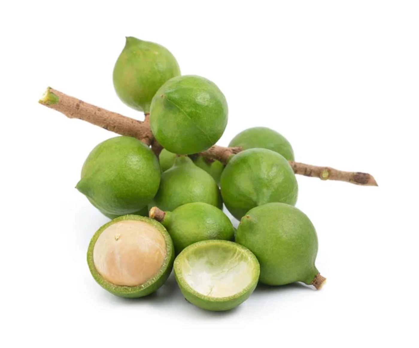 How Much Does a Macadamia Tree Cost? (2024 Price) - 🐝 BootstrapBee.com - Actionable ...