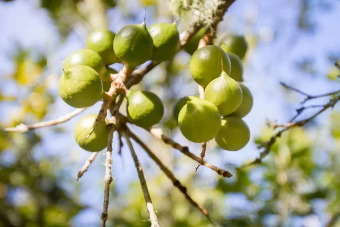 Why Is My Macadamia Tree Not Producing Nuts? - 🐝 BootstrapBee.com - Actionable bootstrapping guides