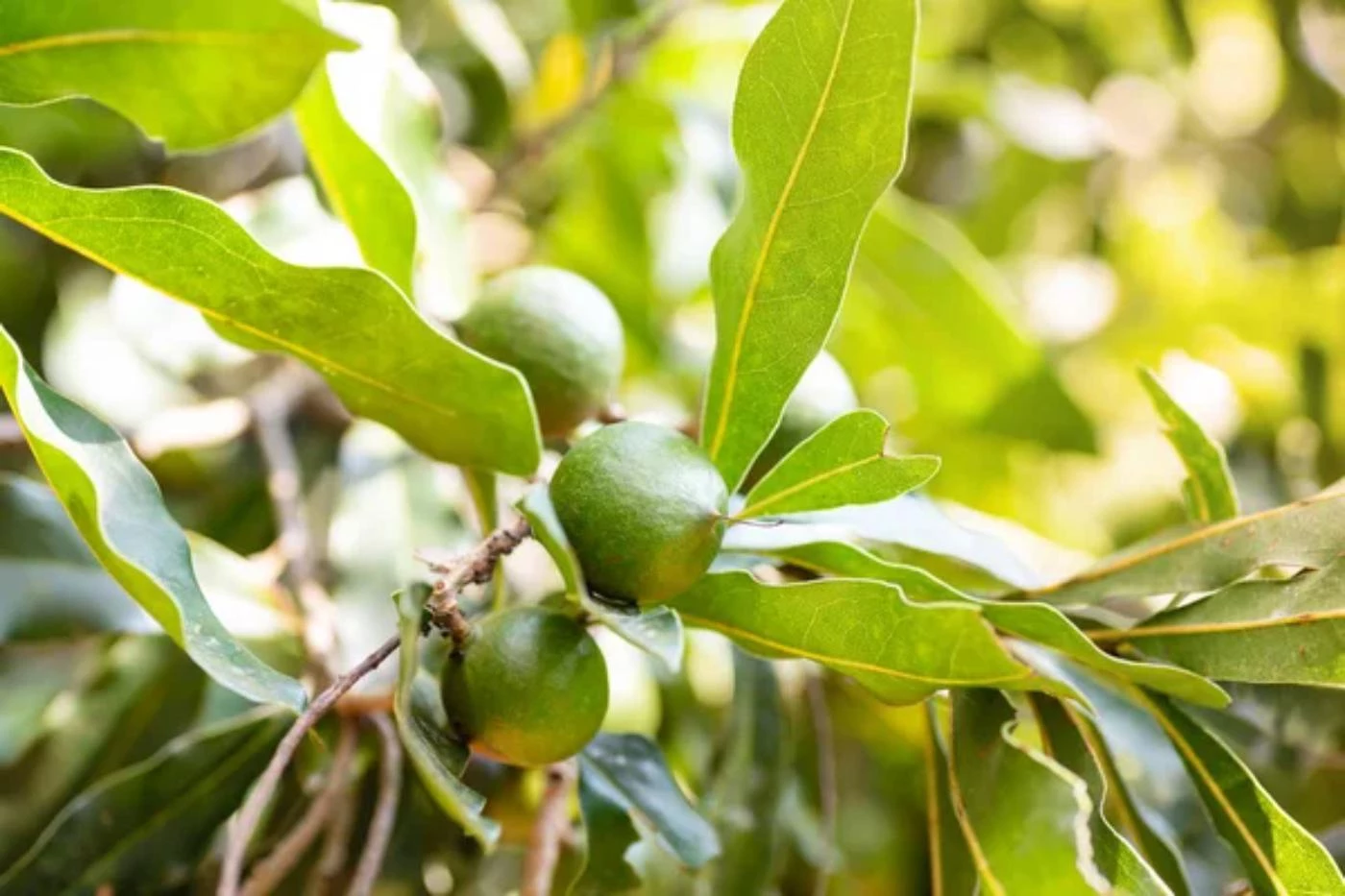 How Much Is a Macadamia Tree Worth? - 🐝 BootstrapBee.com - Actionable bootstrapping guides