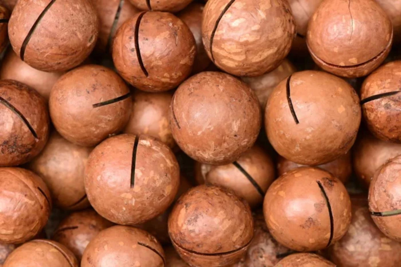 How Long Do Macadamia Trees Live? Complete Life Cycle - 🐝 BootstrapBee.com - Actionable ...