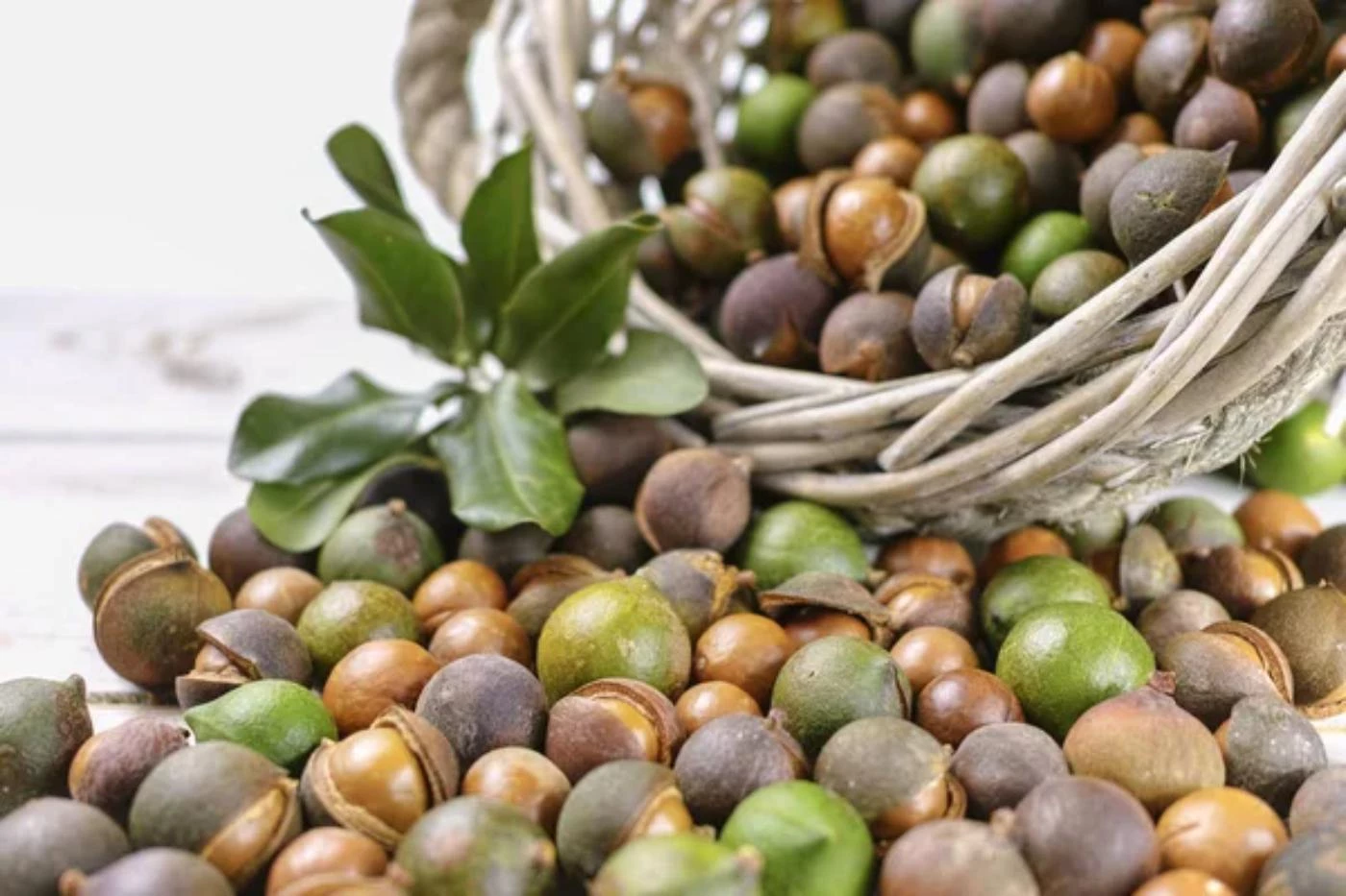 How Long Do Macadamia Trees Live? Complete Life Cycle - 🐝 BootstrapBee.com - Actionable ...