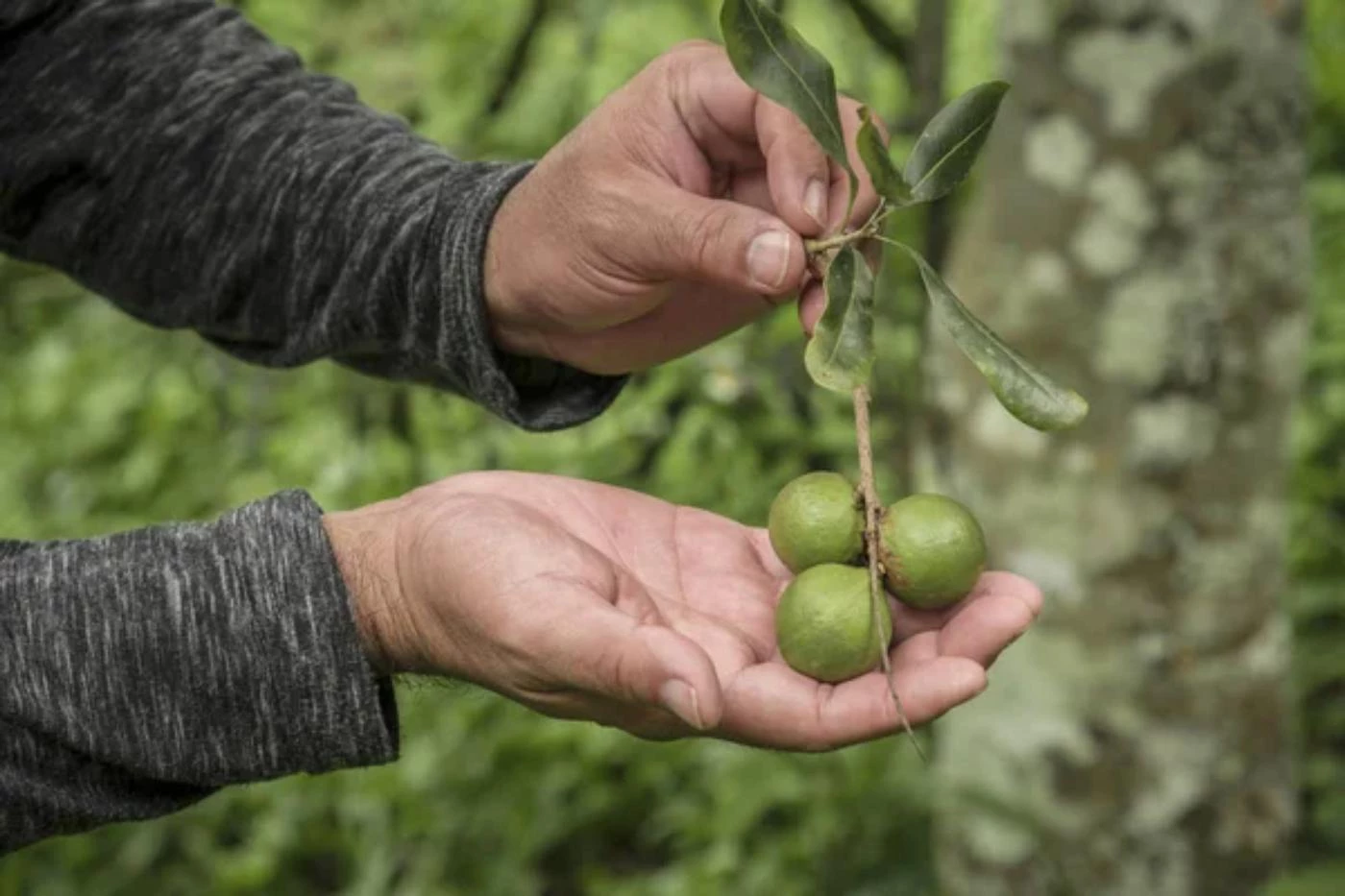 Can You Grow Macadamia Trees in Victoria? - 🐝 BootstrapBee.com - Actionable bootstrapping guides