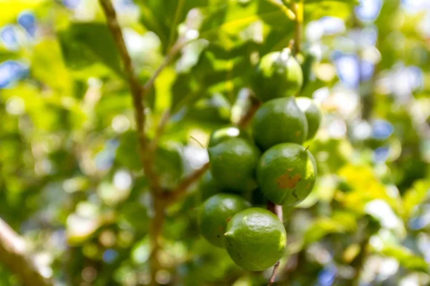 How Many Macadamia Trees Should You Plant Per Acre? - 🐝 BootstrapBee ...