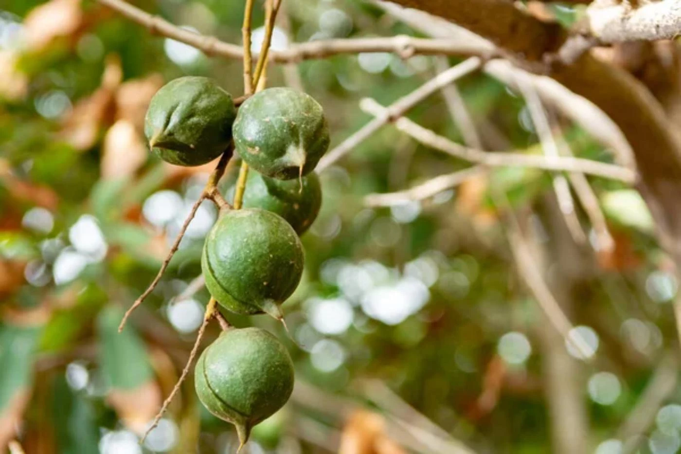 5 Types of Macadamia Trees: Are All Their Nuts Edible? - 🐝 BootstrapBee ...