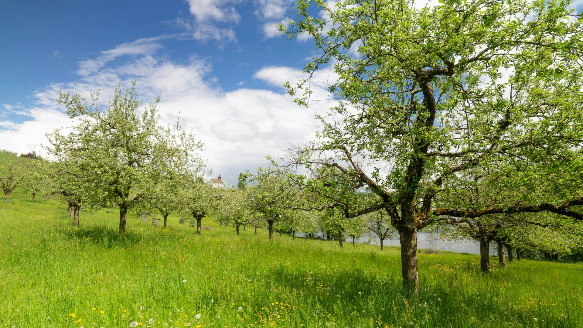 Where Do Macadamia Nuts Grow? (With Map) - 🐝 BootstrapBee.com - Actionable bootstrapping guides