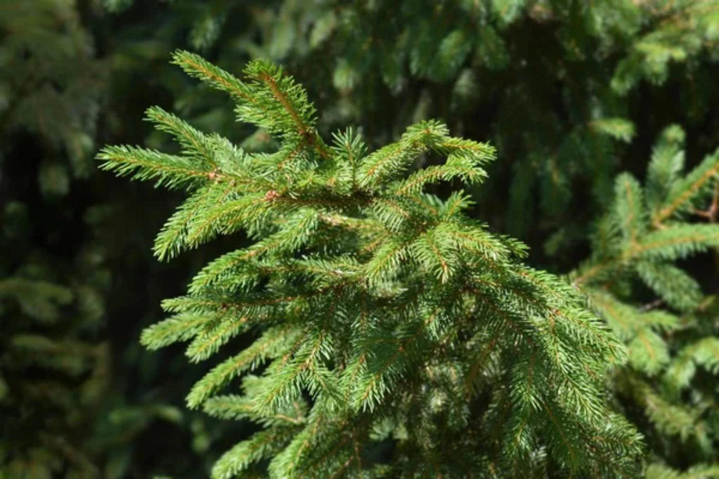 21 Most Common Christmas Tree Types (With Pictures) - 🐝 BootstrapBee ...