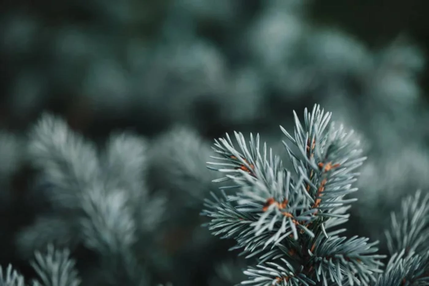 21 Most Common Christmas Tree Types (With Pictures) - 🐝 BootstrapBee ...