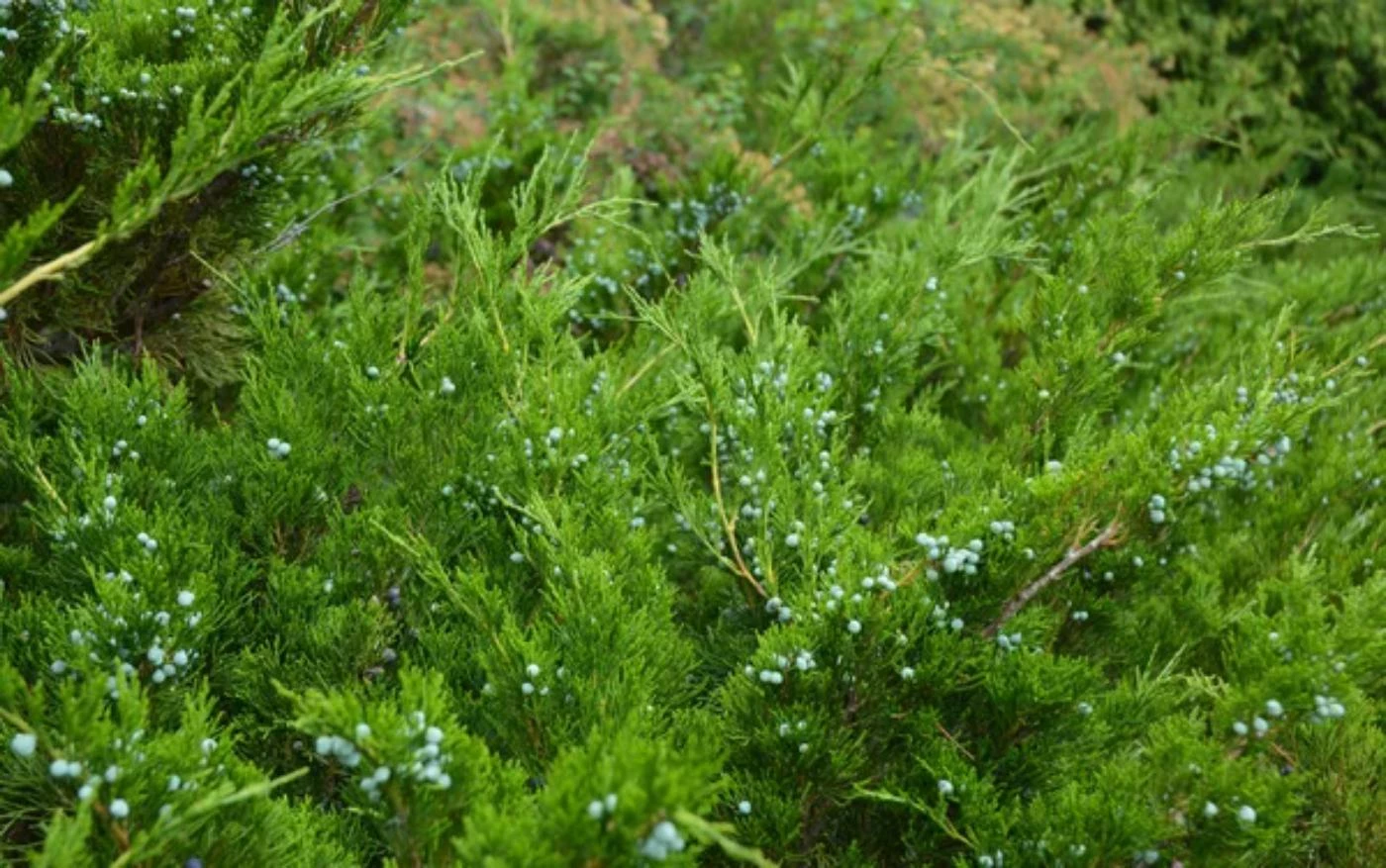 21 Most Common Christmas Tree Types (With Pictures) - 🐝 BootstrapBee ...