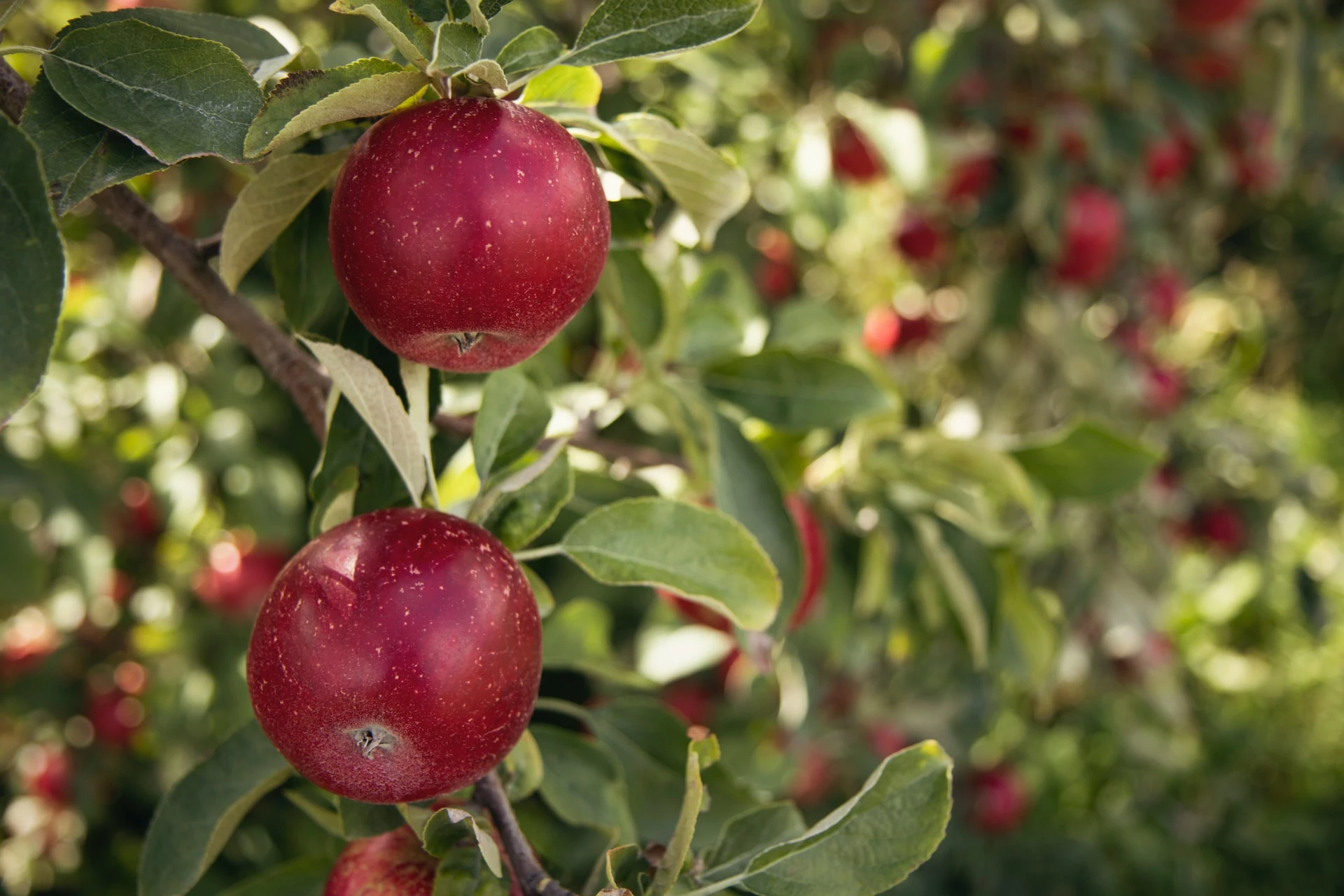 13 Most Lucrative Fruit Trees (with Detailed Profit Breakdown) - 🐝 BootstrapBee.com - Actionable ...