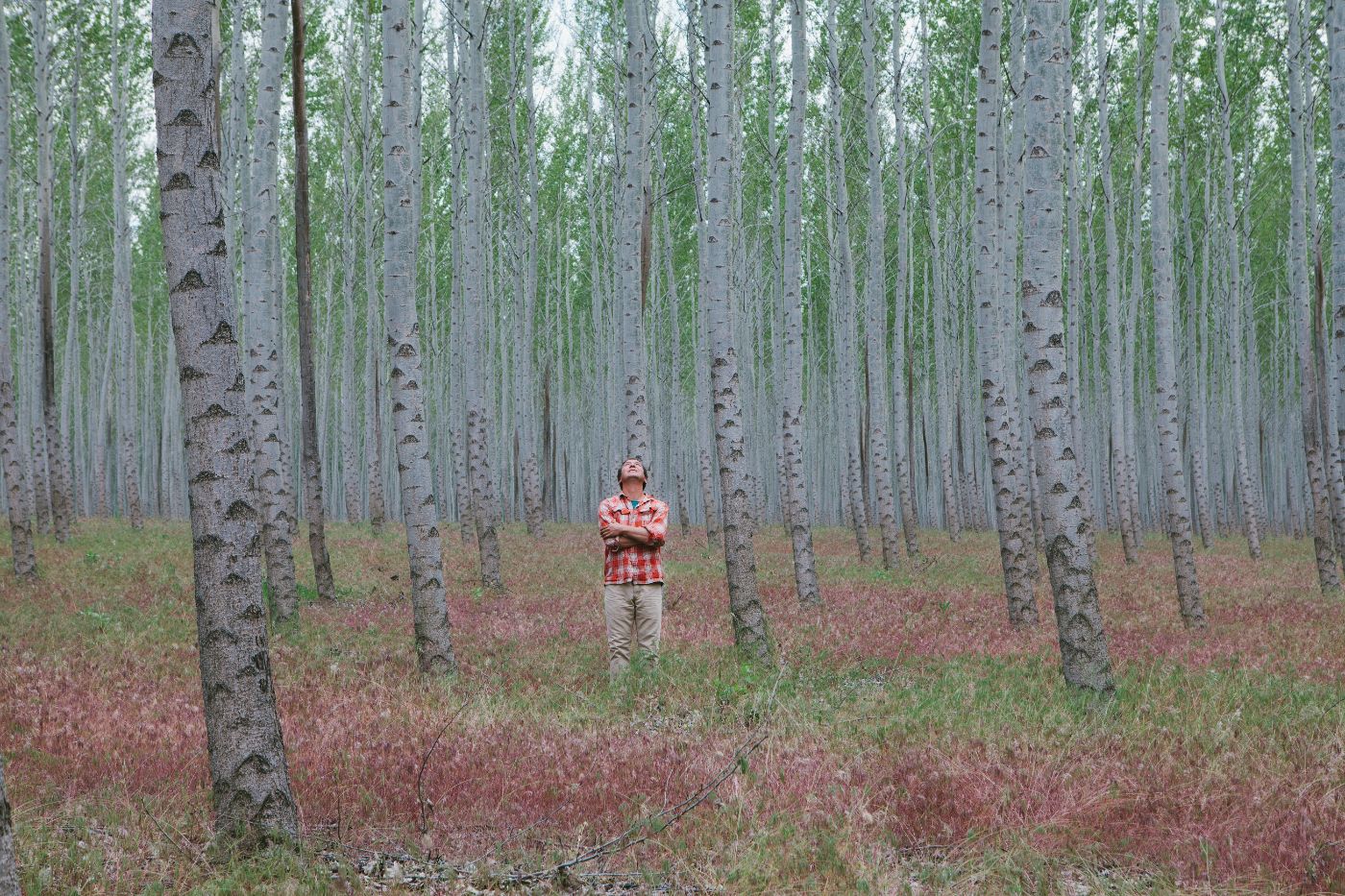 The Most Profitable Trees to Grow: Complete 2023 Breakdown - 🐝 BootstrapBee.com - Actionable ...