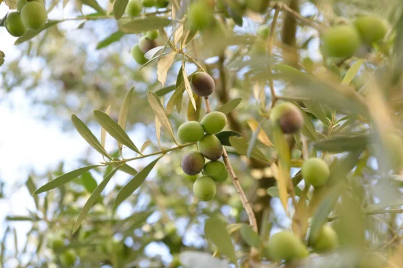 Can Olive Trees Be Transplanted? (How and When) - 🐝 BootstrapBee.com - Actionable bootstrapping ...