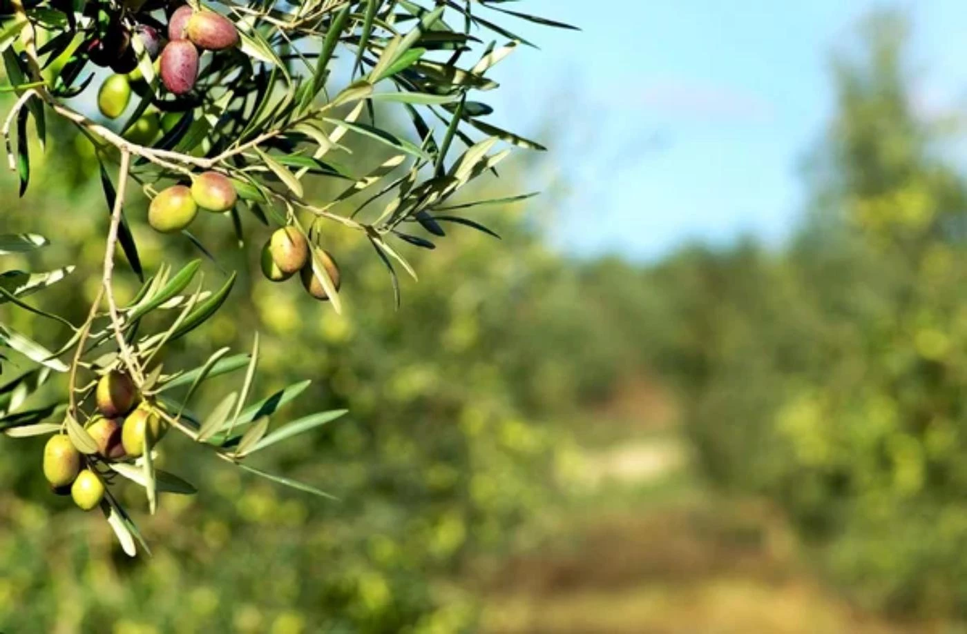 Can Olive Trees Be Transplanted? (How and When) - 🐝 BootstrapBee.com - Actionable bootstrapping ...