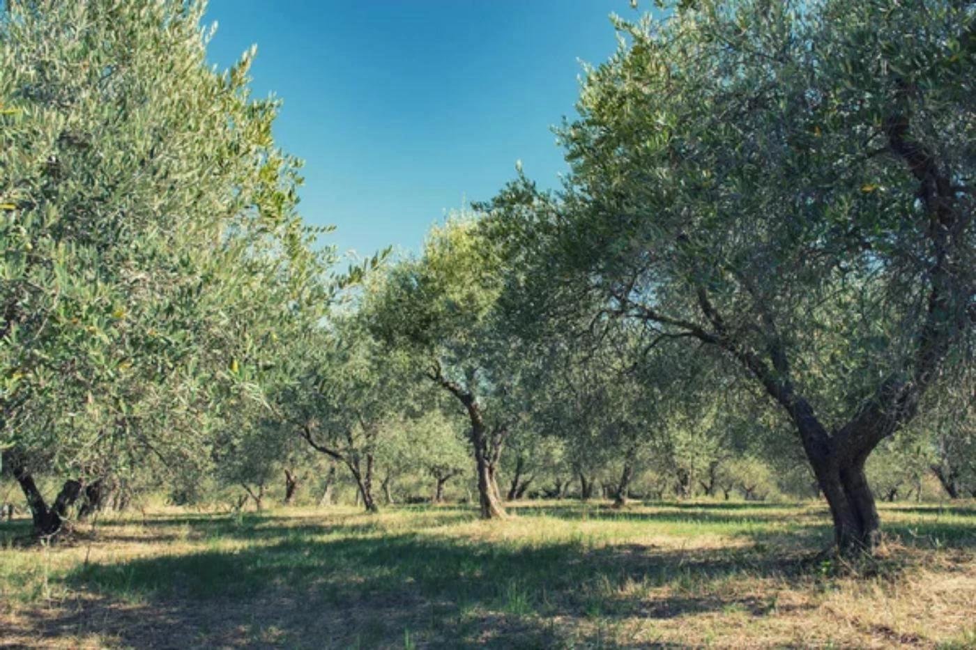 Can Olive Trees Be Transplanted? (How and When) - 🐝 BootstrapBee.com - Actionable bootstrapping ...